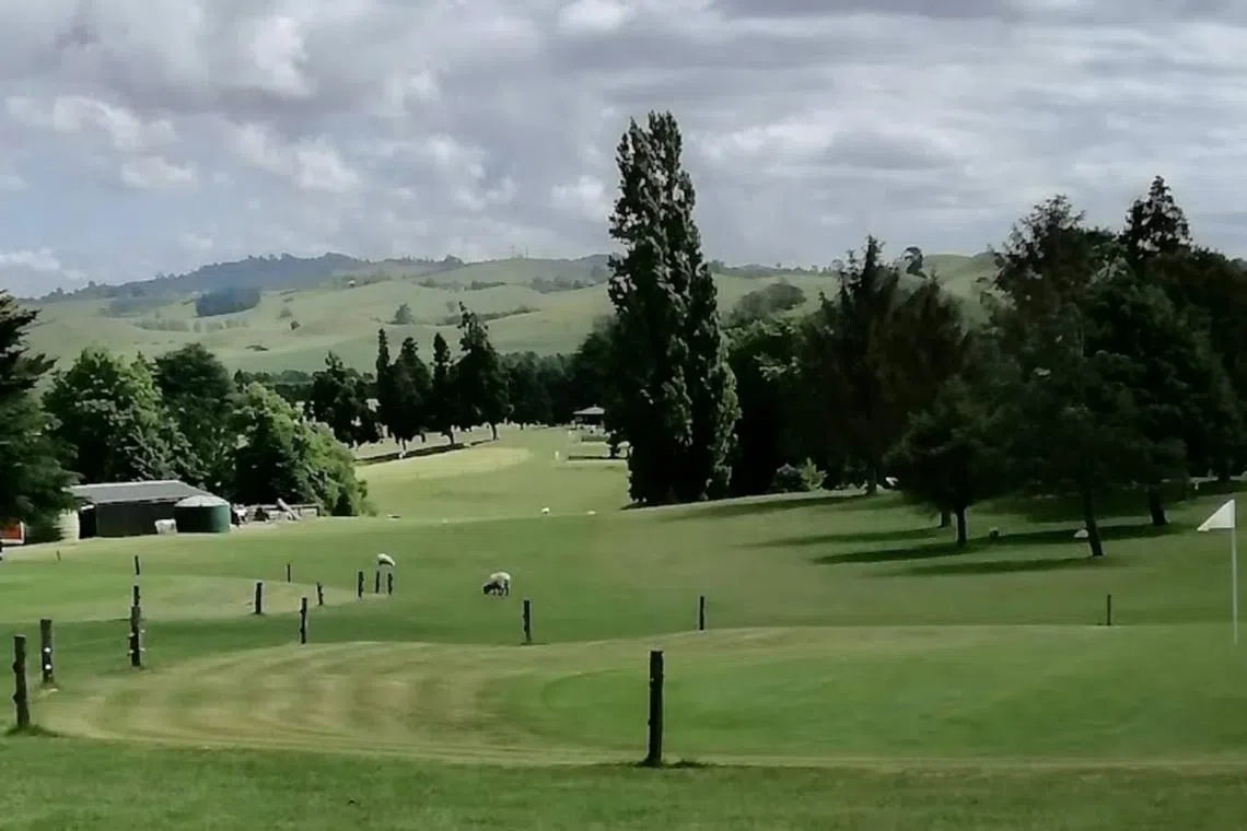 Sheep sacked after 55 years as New Zealand golf course turns to mowers ...