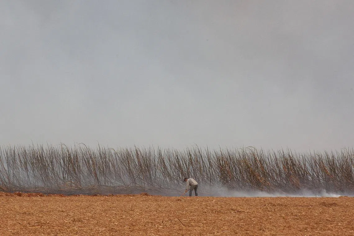 Brazil sugar producers report impact from fires in Sao Paulo state ...