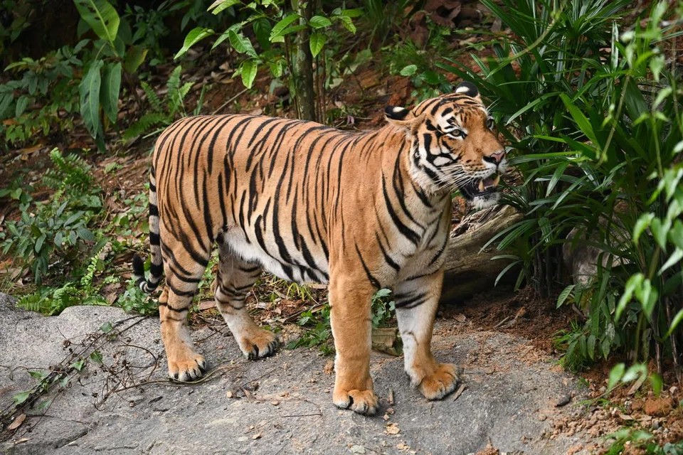 Match mate: Malayan tigers from Singapore and Taipei Zoo on breeding ...