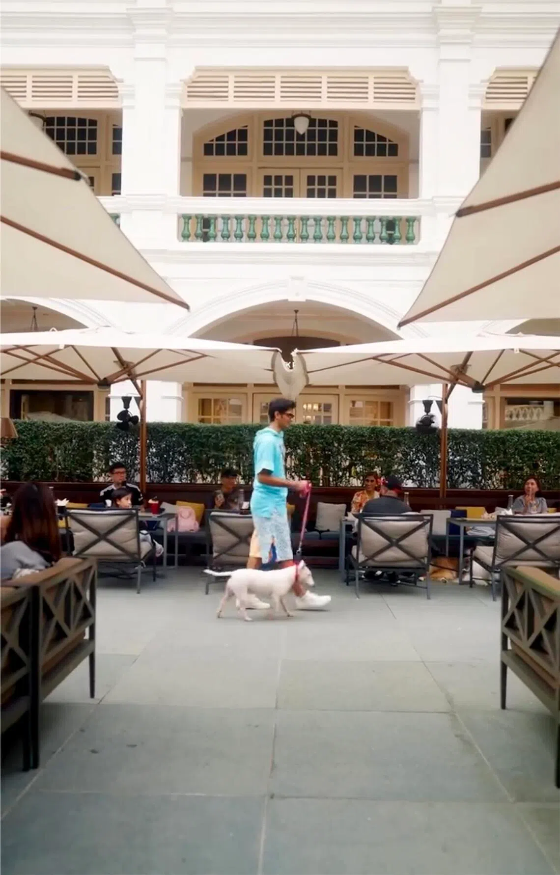 From Frenchies to Superdog to Raffles Courtyard opening to pets, June ...