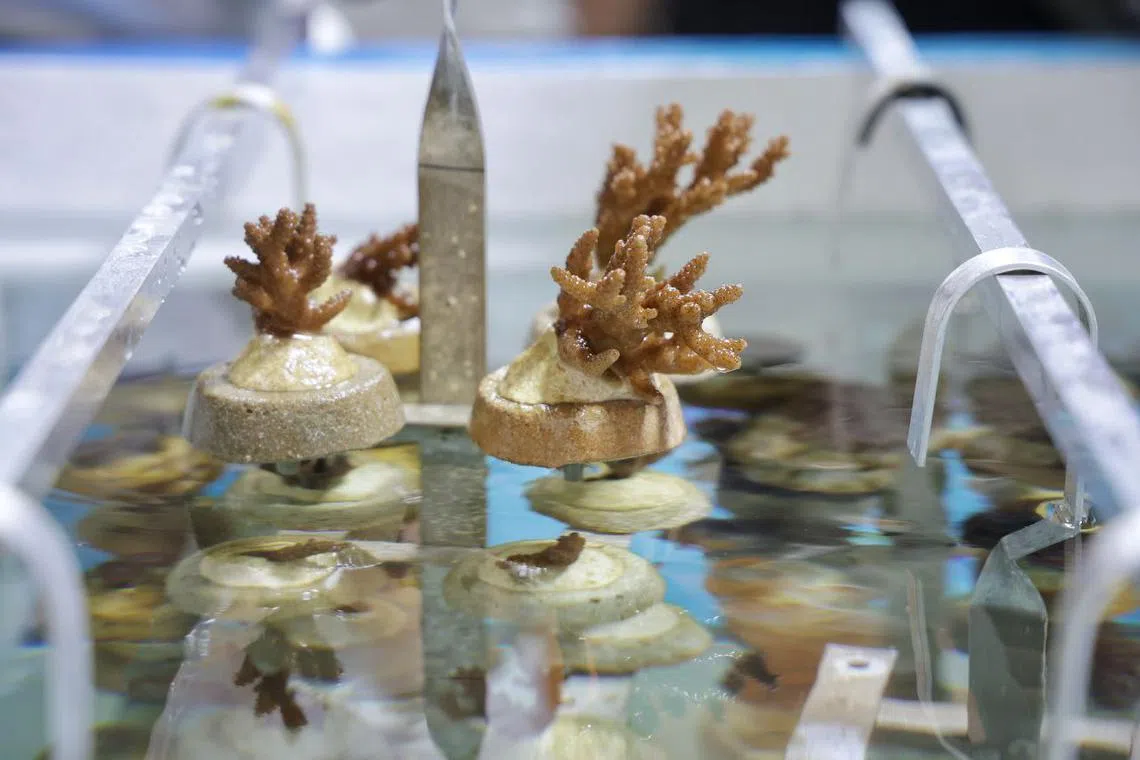 Singapore’s drive to restore 100,000 corals begins with growing coral ...