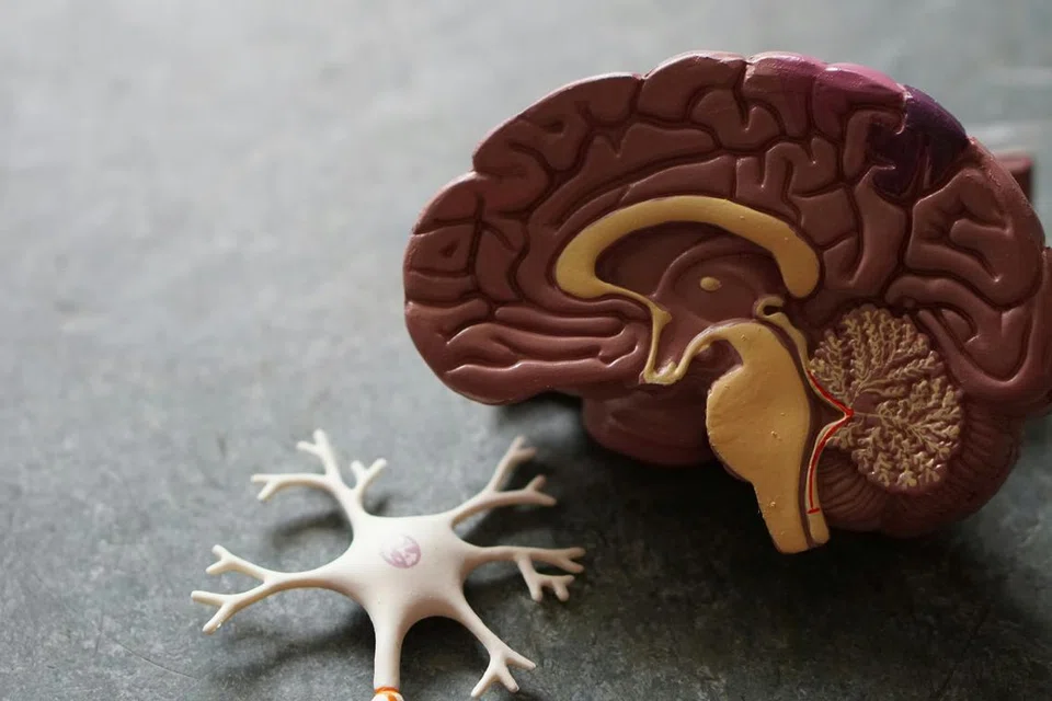 The middle-aged brain changes a lot – and it is key to understanding ...