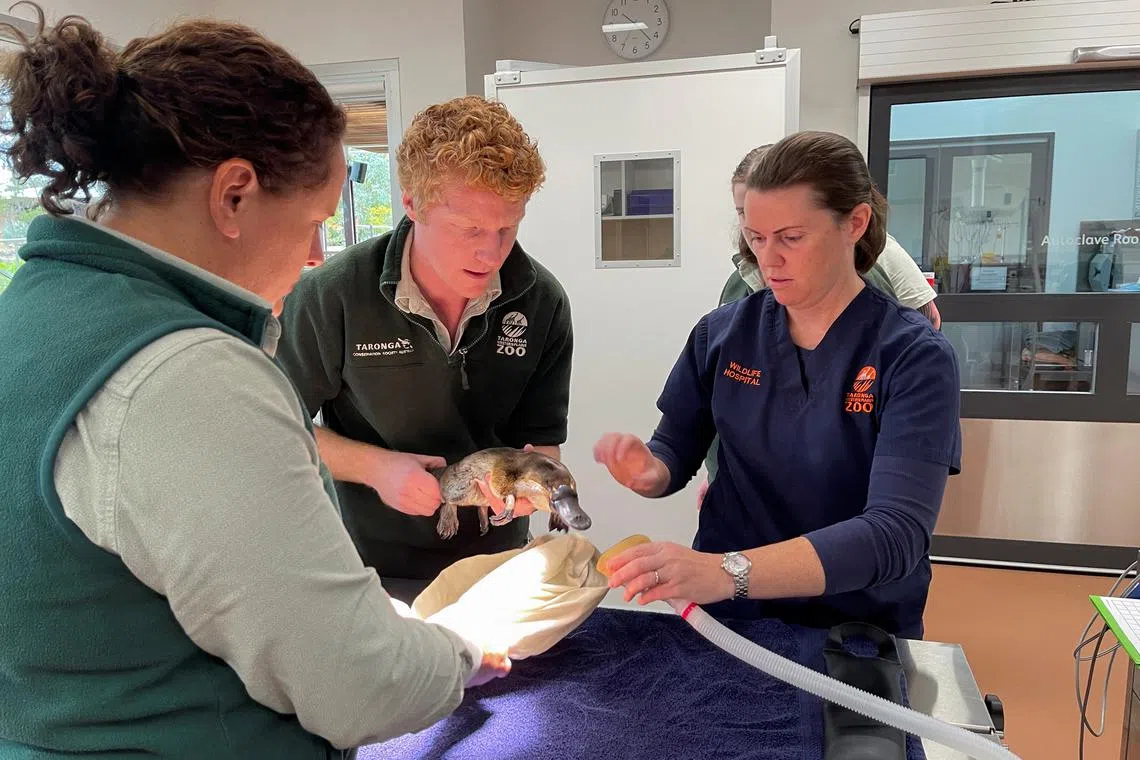 Australia platypus conservation centre, world's largest, welcomes first ...