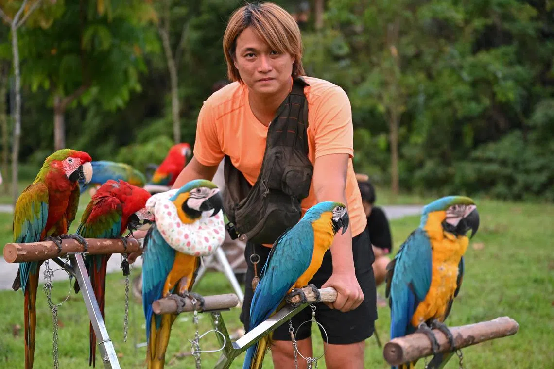 Birds of a feather flock together for Singapore’s macaw-loving ...