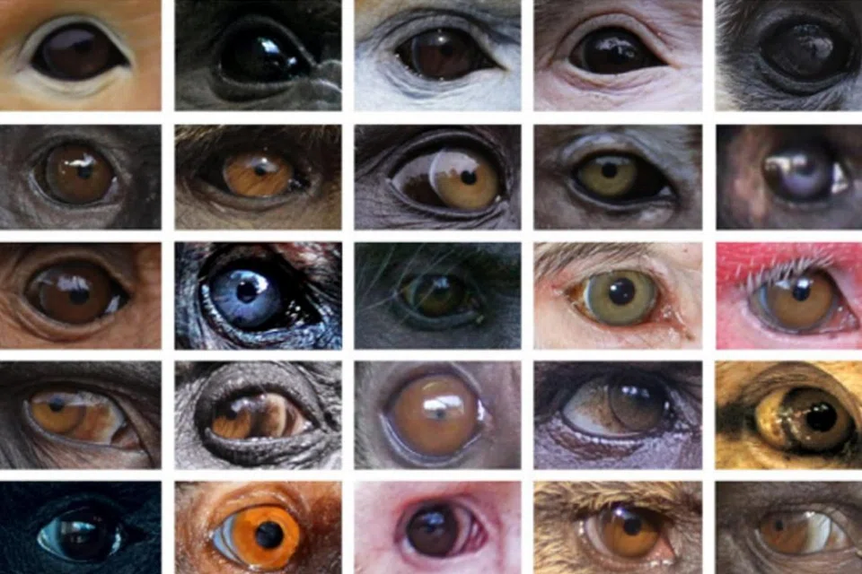Types Of Human Eye