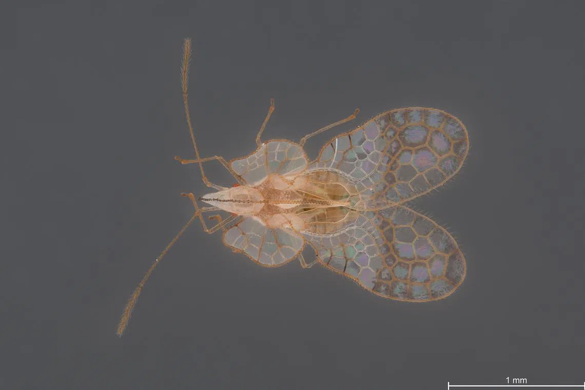A lace bug, last observed in 1917, rediscovered at S’pore Botanic ...