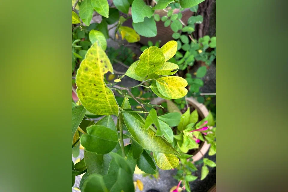 Root Awakening: Lemon plant may lack nutrients | The Straits Times