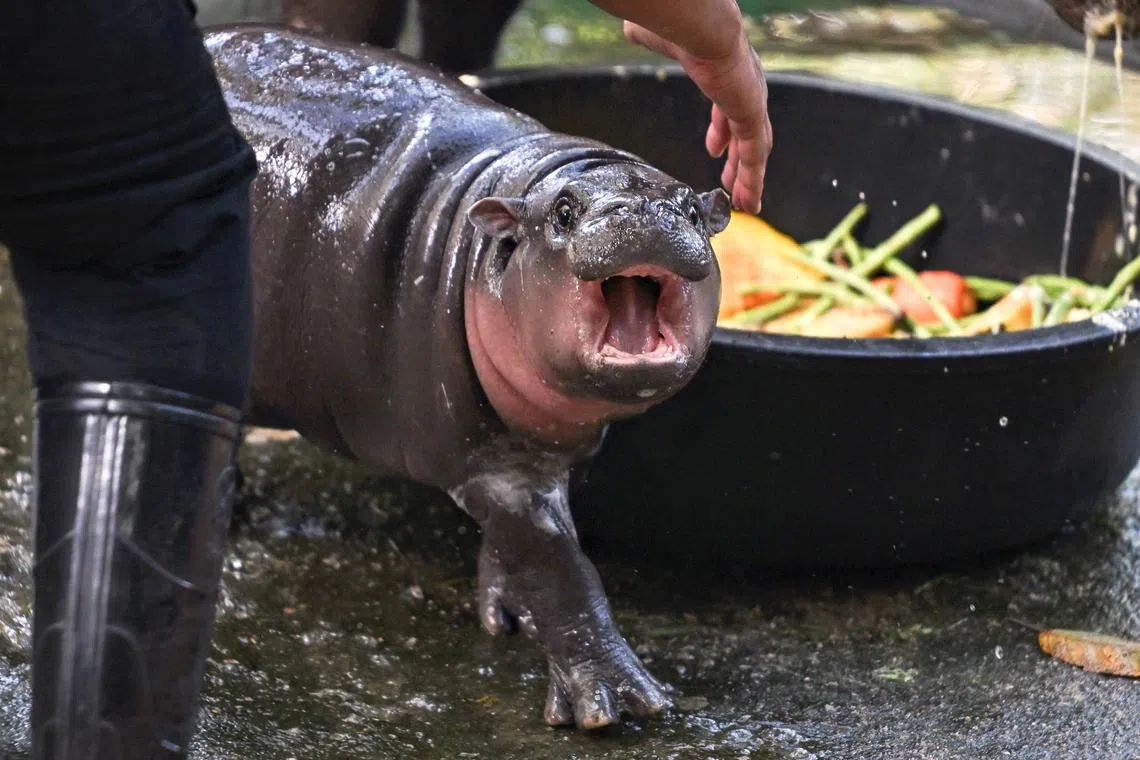 Thai baby hippo Moo Deng ‘predicts’ US election win for Trump | The ...