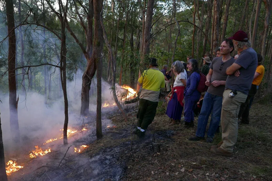 Australia’s Indigenous ‘cultural burning’ makes a comeback amid bush fire season | The Straits Times
