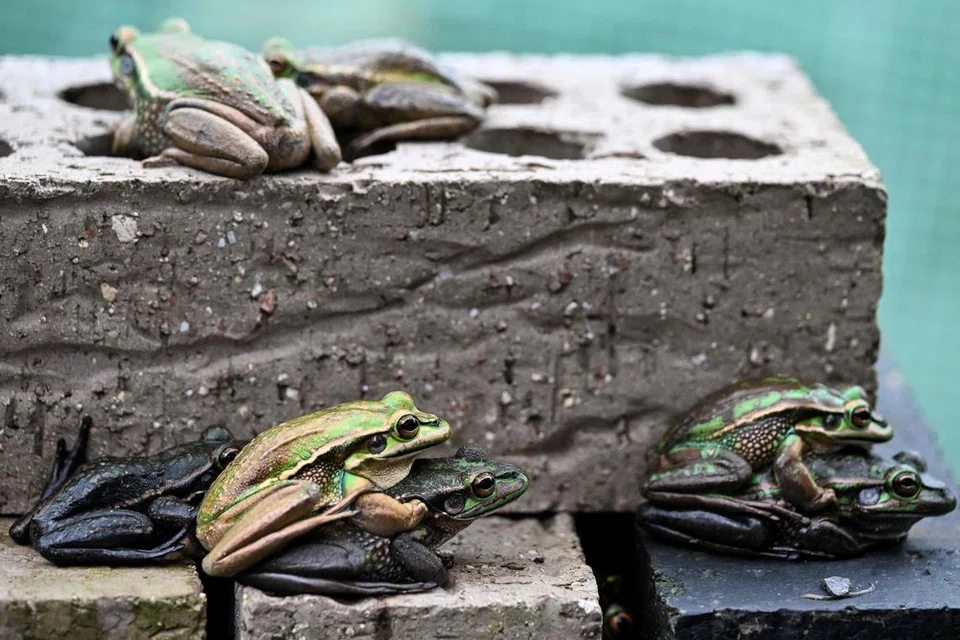 Australian sauna helps save frogs from flesh-eating fungus | The ...