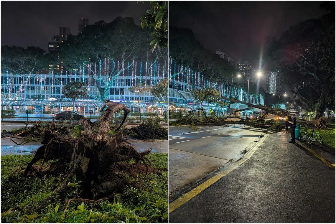 Bus services diverted after tree falls in Toa Payoh | The Straits Times