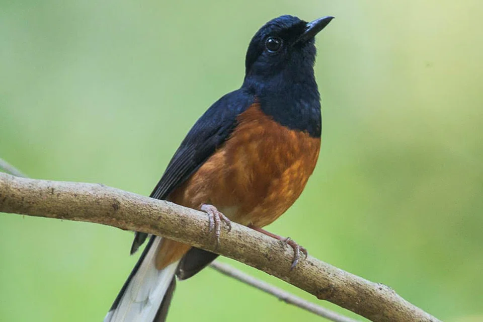 Unravelling shadowy cross-border bird smuggling – Singapore sets an ...