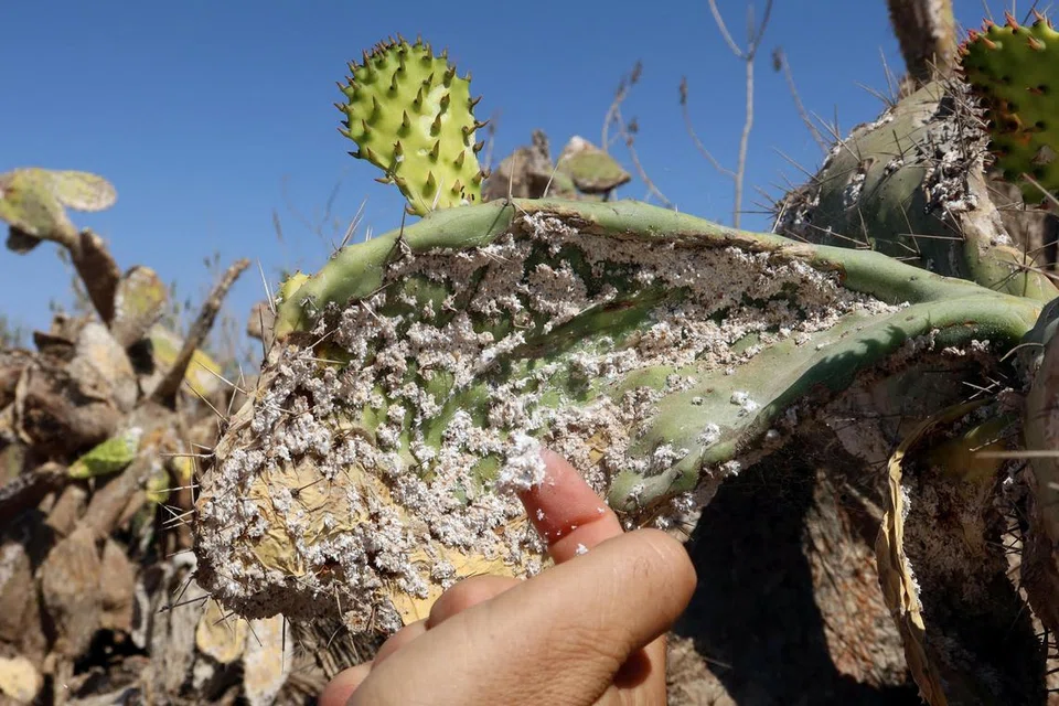 Insect wreaks havoc on Tunisia’s crucial prickly pear industry | The ...