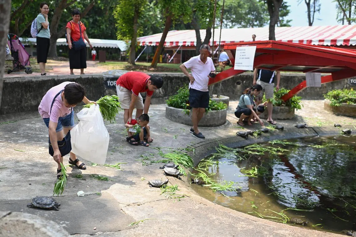 Kusu Island comes to life as pilgrimage season kicks off; temple ...