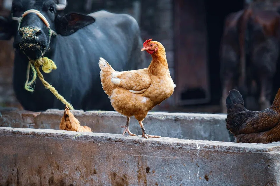 China half-marathon offers cow, wild fish and chickens as prizes | The ...