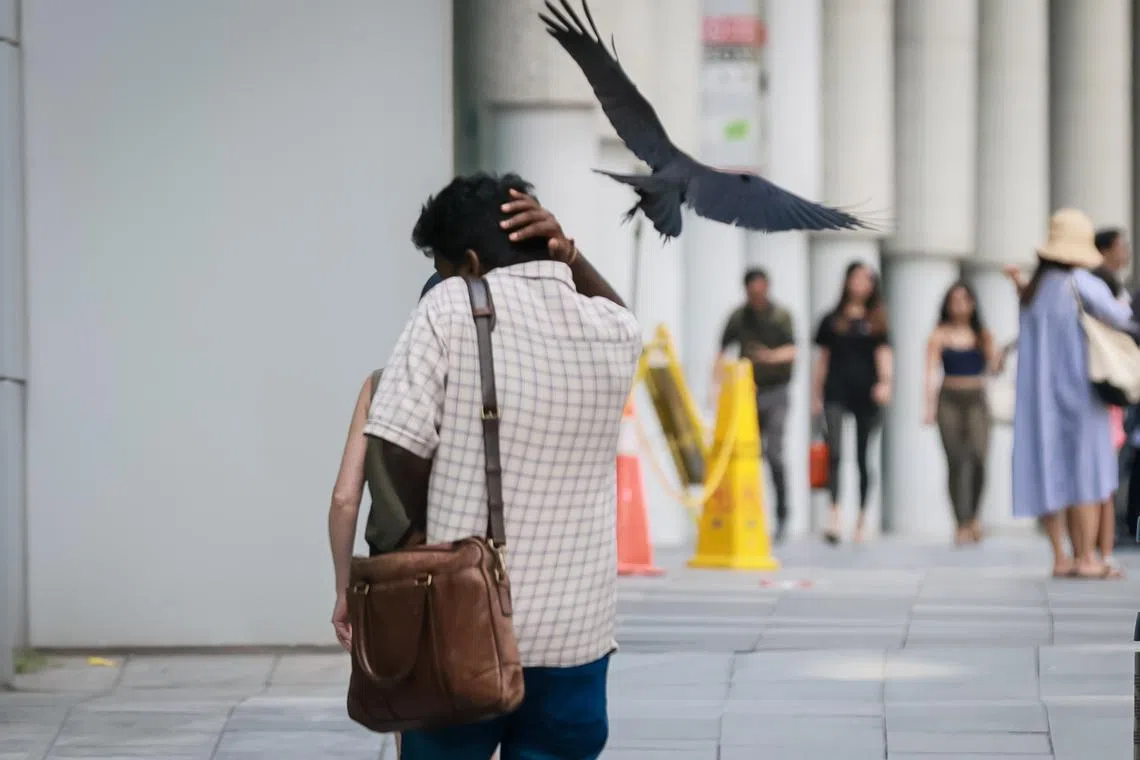 Angry birds! Crows attack Orchard Road pedestrians | The Straits Times