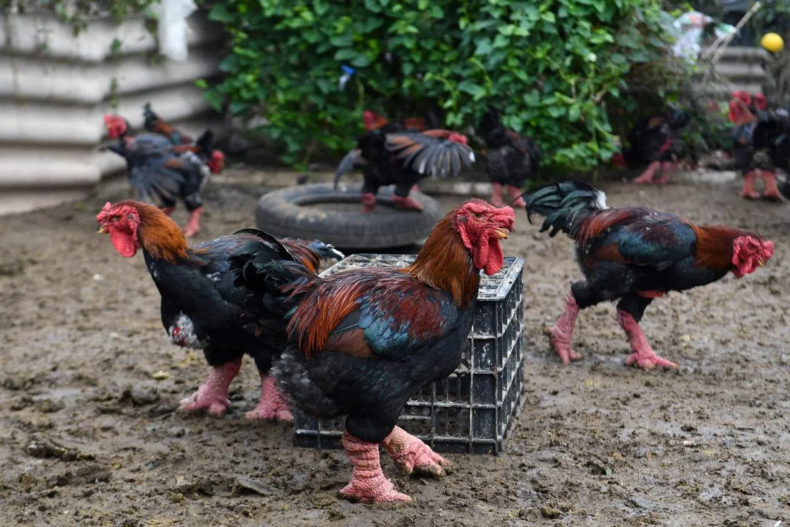 Giant legs of Vietnam’s ‘dragon chicken’ a Lunar New Year delicacy ...