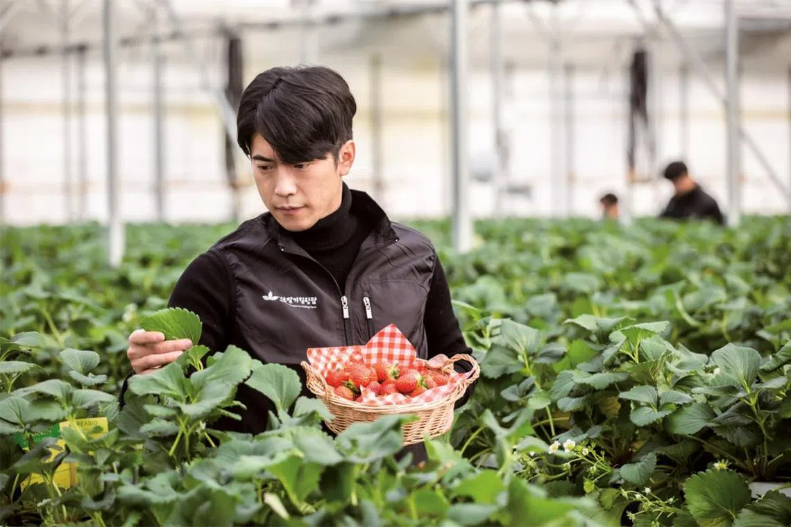 Young South Koreans ditch white-collar jobs to become ‘smart farmers ...