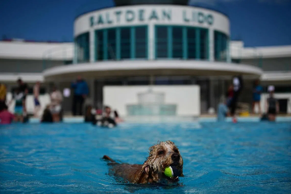 Dogs make a splash at British coastal lido | The Straits Times
