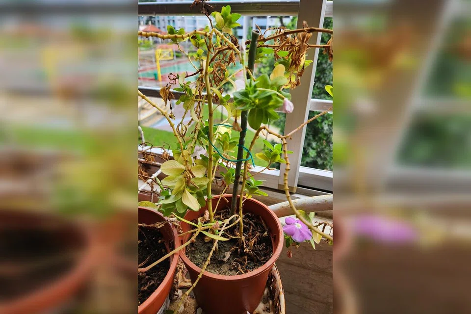 Root Awakening: Periwinkle needs well-draining soil | The Straits Times