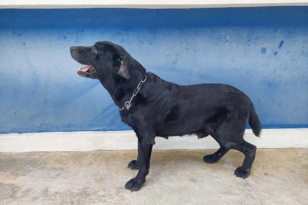 Duyun, Sabah’s lone drug sniffer dog, finally gets a partner | The ...