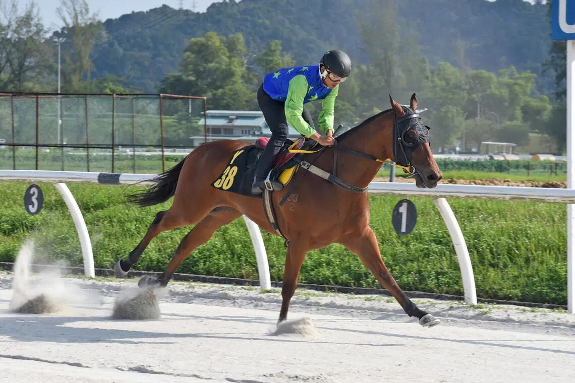 Superb Winner is exactly that | The Straits Times