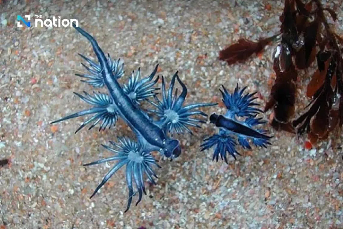 Deadly blue dragon sea slugs wash up on Phuket beach | The Straits Times