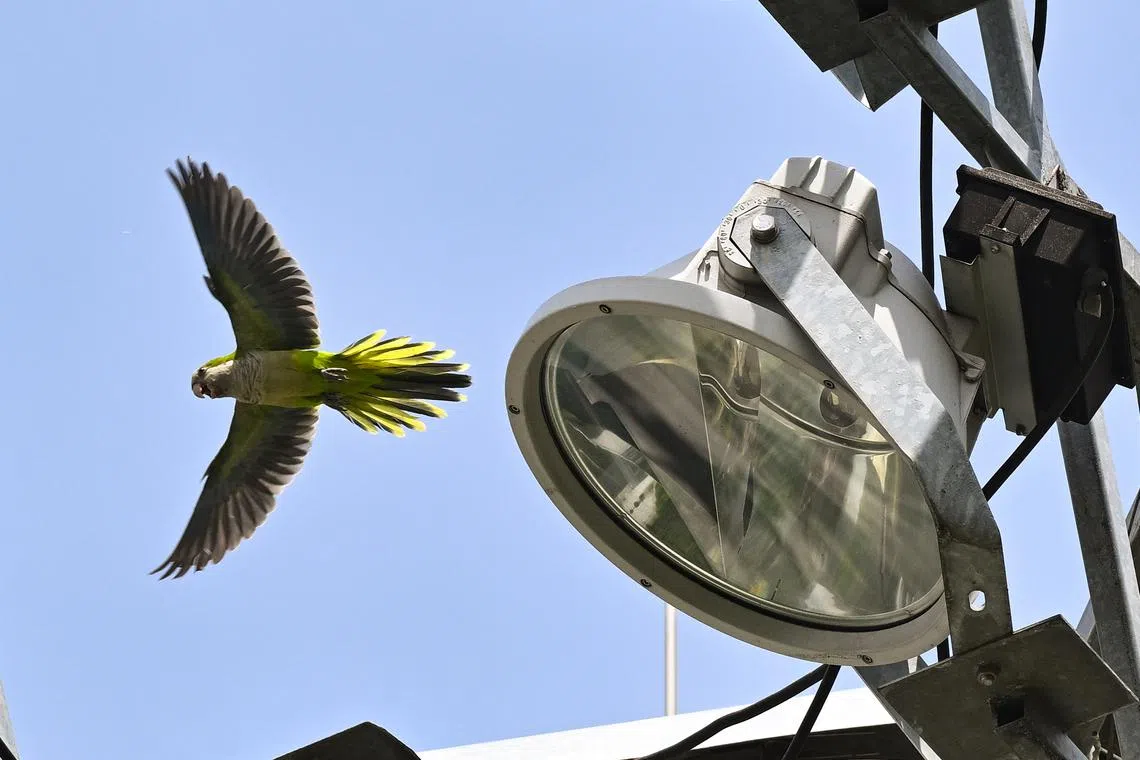 A visit to Kranji Marshes: Rise of invasive birds in Singapore | The ...