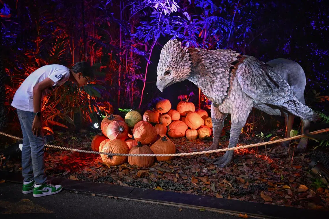 From Aragog to the Hippogriff: A piece of Harry Potter’s Wizarding ...
