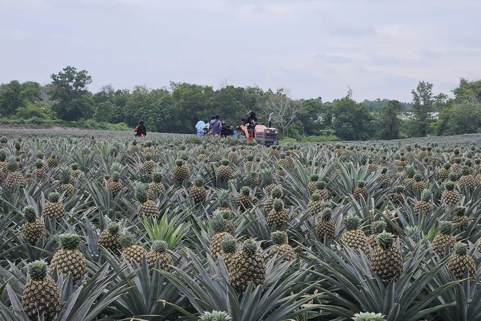 Asian Insider Podcast: From pineapple farms to data centres - Johor’s changing landscape | The ...