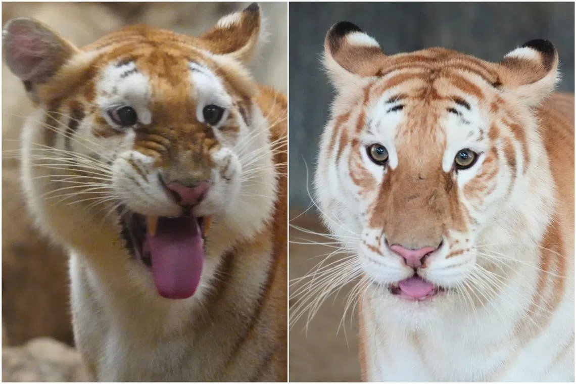 Moo Deng who? Golden tiger siblings Ava and Luna are Thailand’s new ...