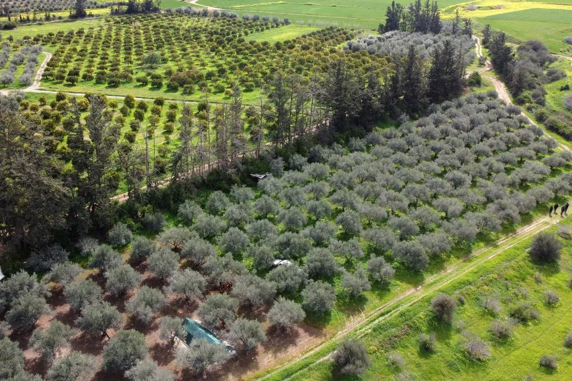 Retired hens revitalise Cyprus olive groves | The Straits Times