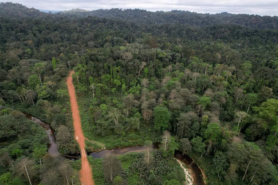 Gabon junta allows regulated logging of rare kevazingo tree | The ...