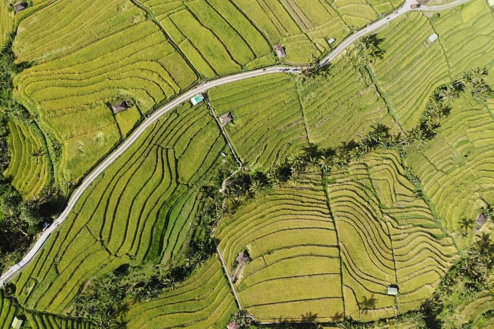 Climate change could wipe out Bali’s iconic padi fields and other top ...