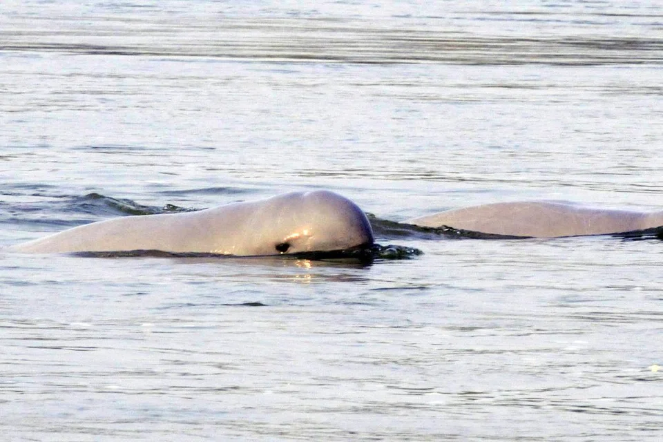 Irrawaddy dolphins near extinction as Mekong region develops | The ...