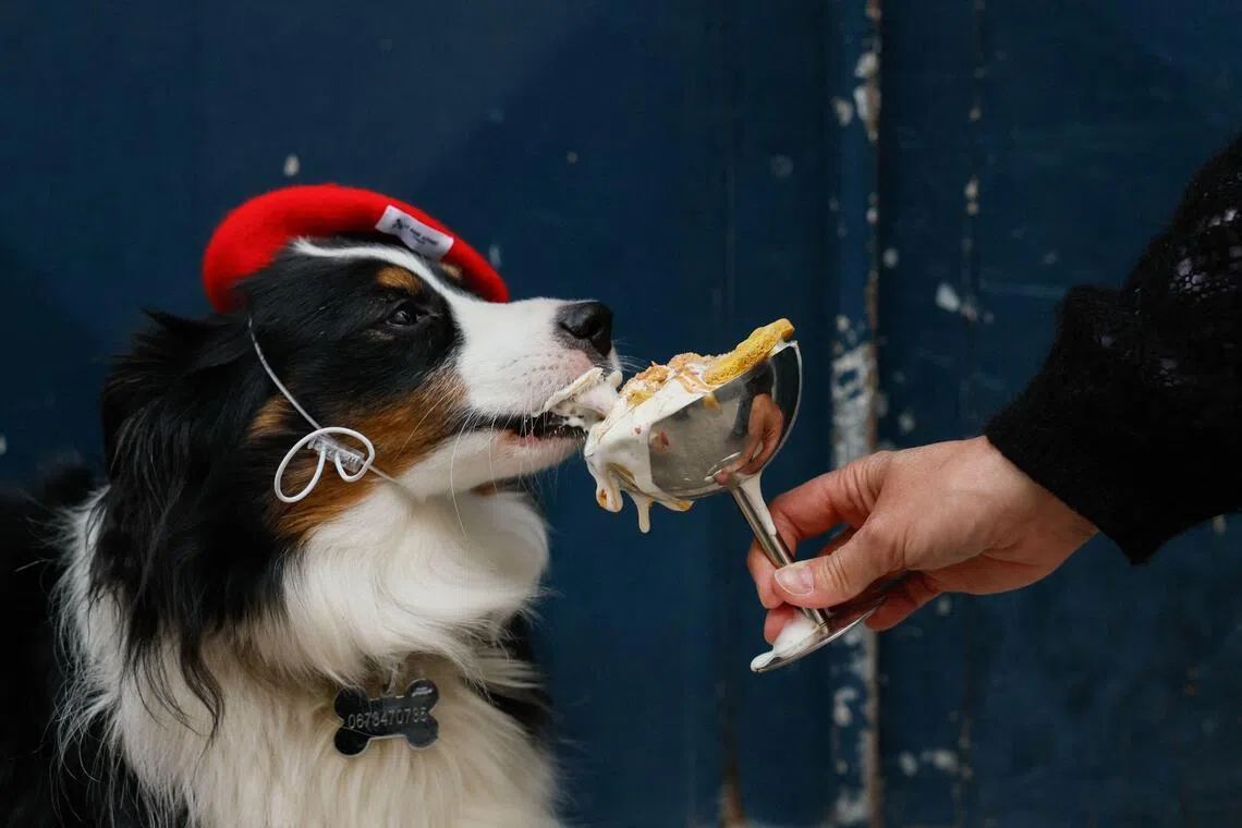 Bone appetit: Paris pups lap up treats at dog-centric spots | The ...