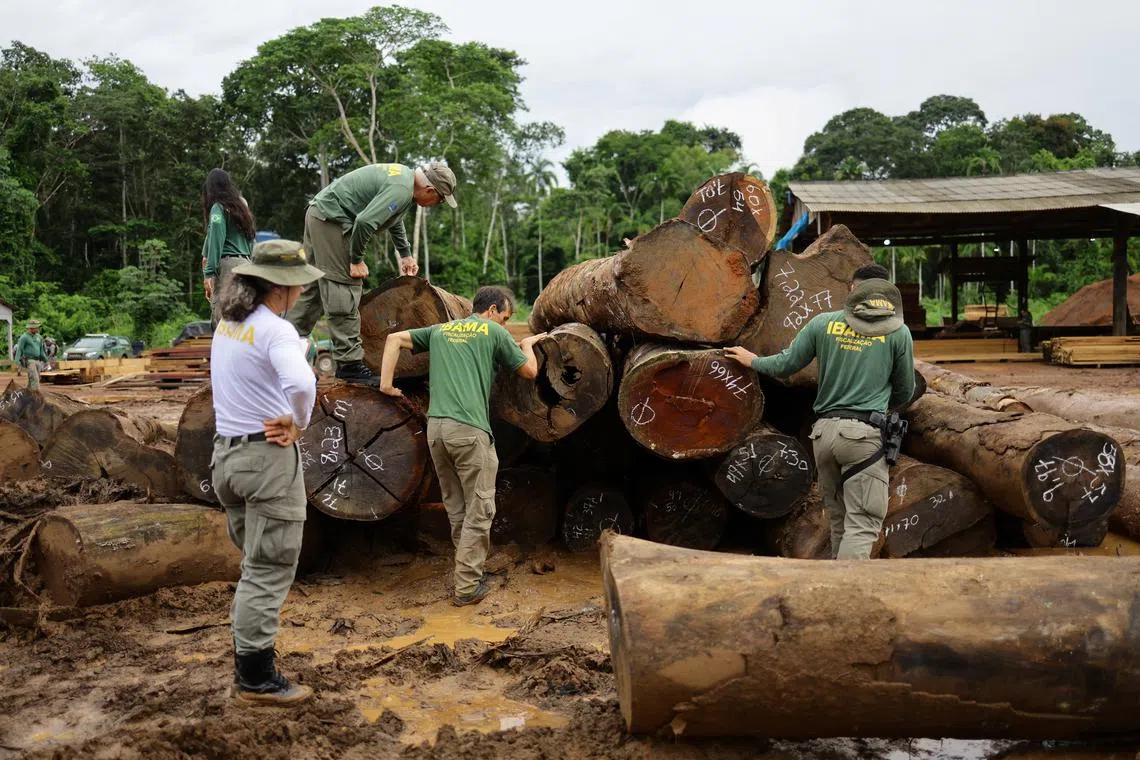 Brazil targets illegal logging in major Amazon raids | The Straits Times