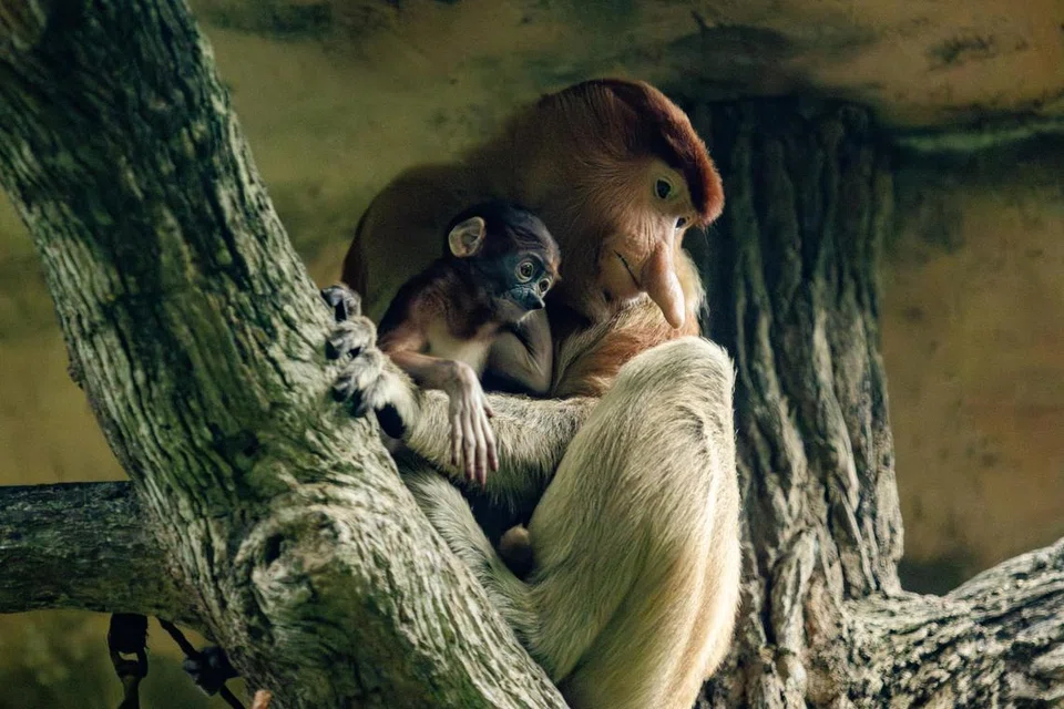 What Singapore’s breeding programmes mean for conservation of South ...