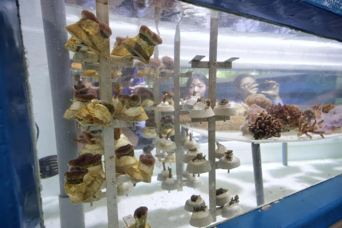 Singapore’s drive to restore 100,000 corals begins with growing coral ...