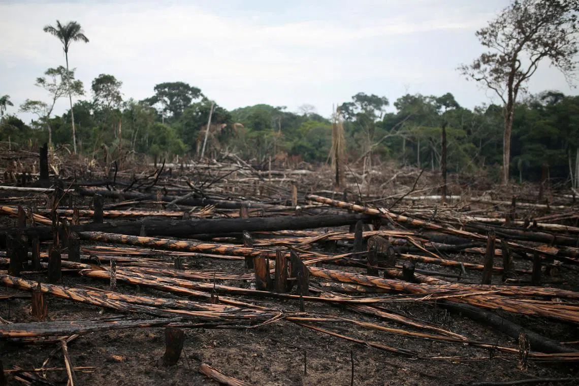 Colombia Amazon deforestation forecast down 25% to 35% last year ...