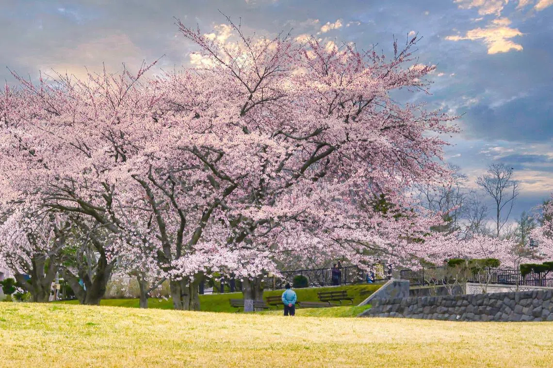 Sakura forecast: Here’s where and when to see the cherry blossoms in ...