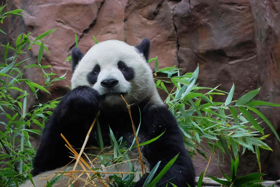 California zoo puts on a show to welcome new pandas from China | The ...