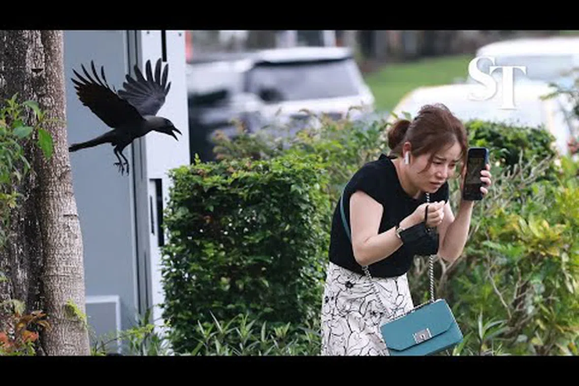 NParks removes nests, traps crows to address attacks in Bishan | The ...