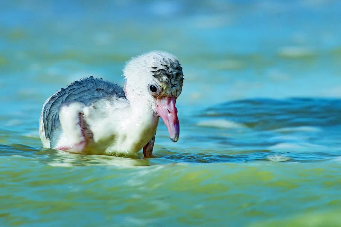 Fun With Kids: BBC Earth Screening Festival, free local children’s ...