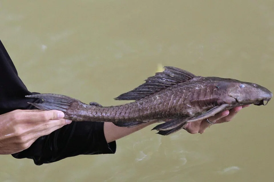 Marine experts warn consumers against eating suckermouth catfish | The ...