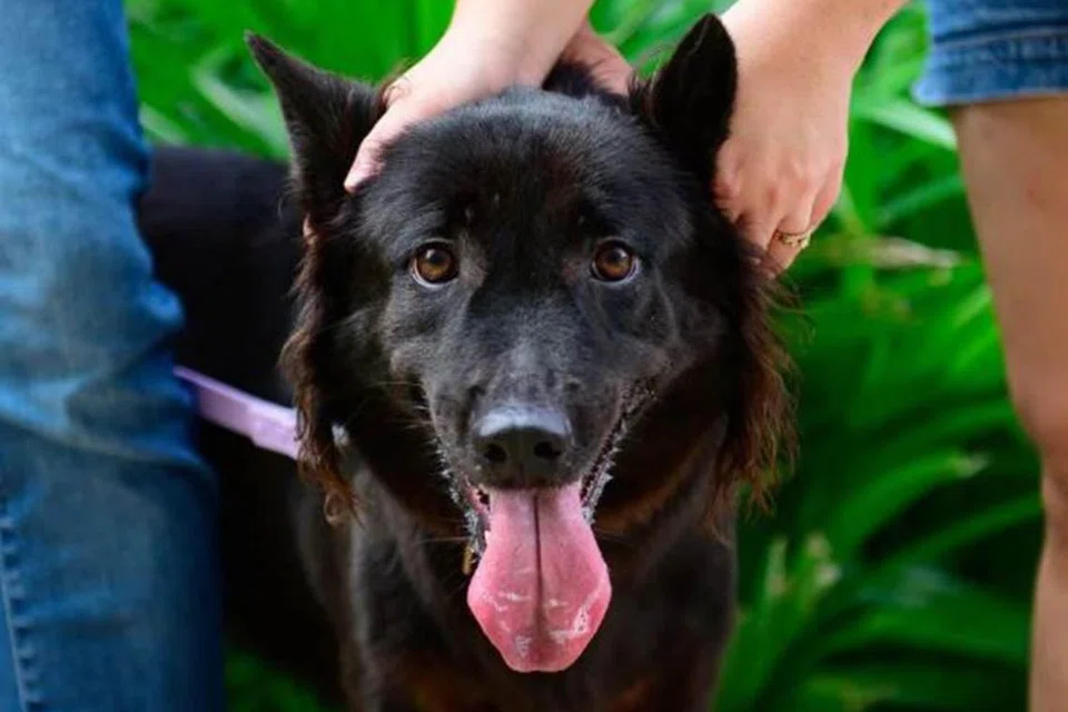 Place pets with licensed boarding facilities, AVS tells owners ...
