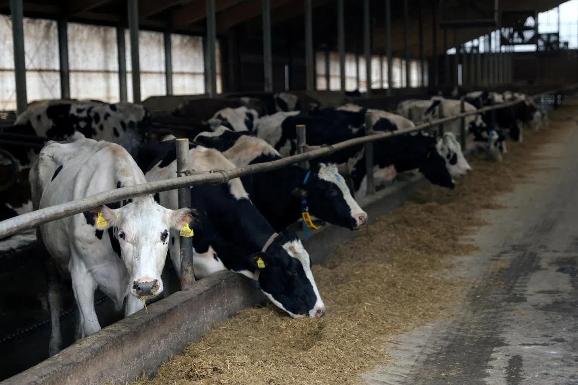 ‘Mad cow’ disease case identified in Netherlands | The Straits Times