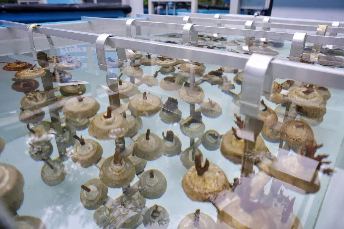 Singapore’s drive to restore 100,000 corals begins with growing coral ...