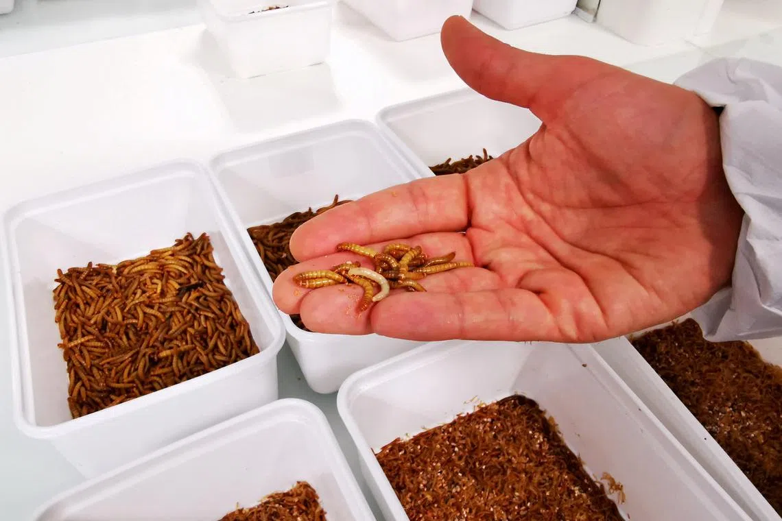 Insect farming start-up raises additional $234 million for food ...