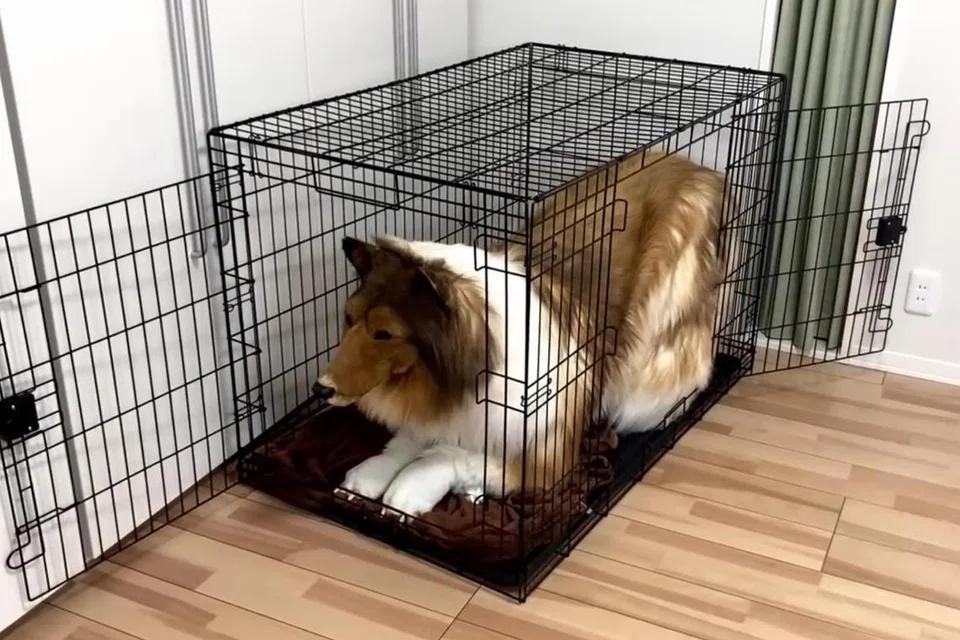 Japanese man who spent nearly $20,000 on dog costume gets cage to ...
